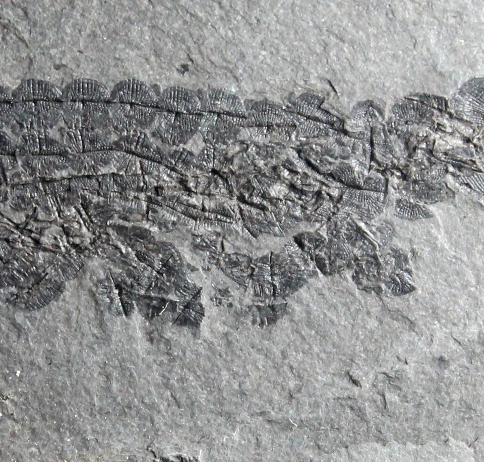 Syngnathus sp - Oligocene fossil fish | eBay