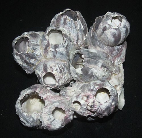 W 170 x H 120 mm Purple Barnacle Cluster MEGABALANUS TINTINNABULUM ...