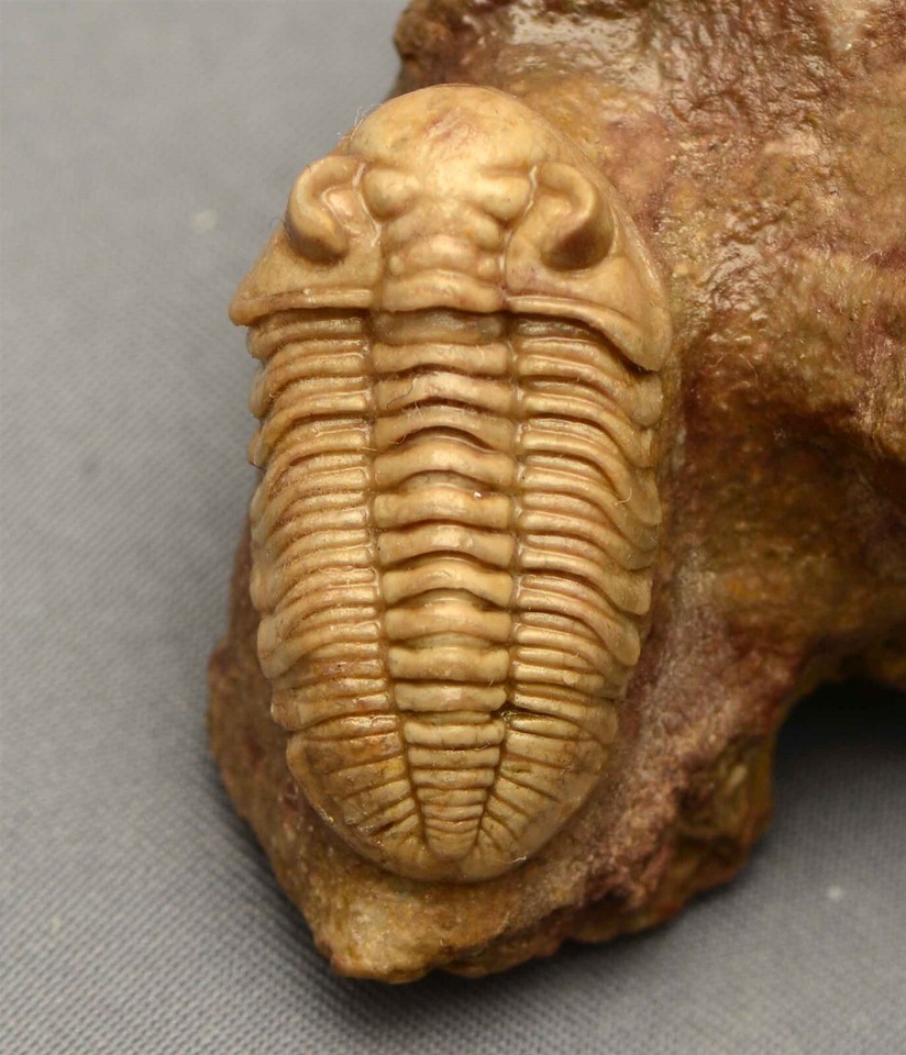 ESTONIOPS PANDERI Trilobite Russian RARE FACET EYES FINE QUALITY | eBay