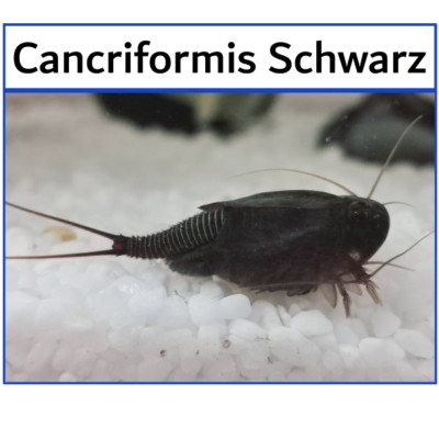 Triops Cancriformis Schwarz (Urzeitkrebse) - 100 Eier abgezählt ...