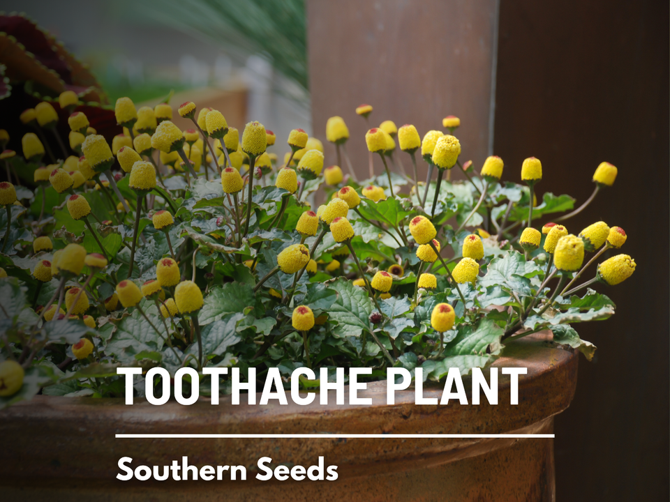 Toothache Plant Seeds, Heirloom Medicinal Herb, USA Grown | eBay