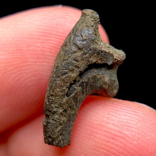 Rare Florida Raptor Claw Core Fossil Avian Bird Talon Fossilized Eagle ...