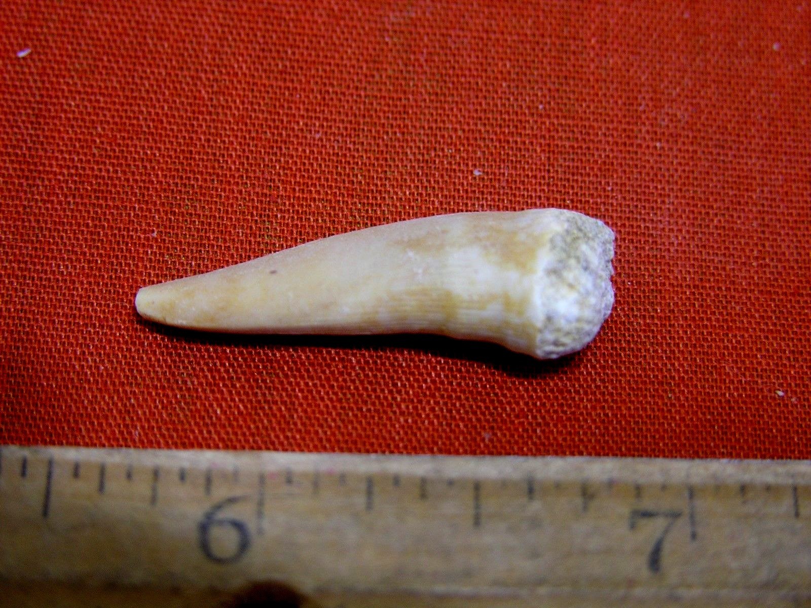 Saber tooth Herring fossil tooth Enchodus Cretaceous 1 inch V5 | eBay