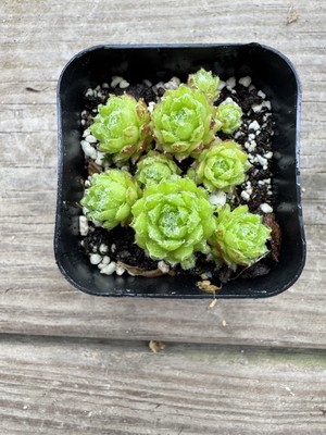 Sempervivum “Pixie” Cold Hardy Succulent Live Plant Mini Hens & Chicks ...