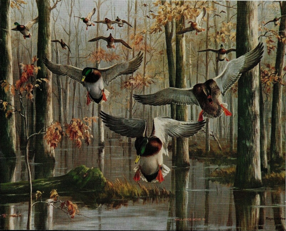Maynard Reece, Ducks, Water, Trees, Mallards 9 5/8x7.75" Sample Print ...