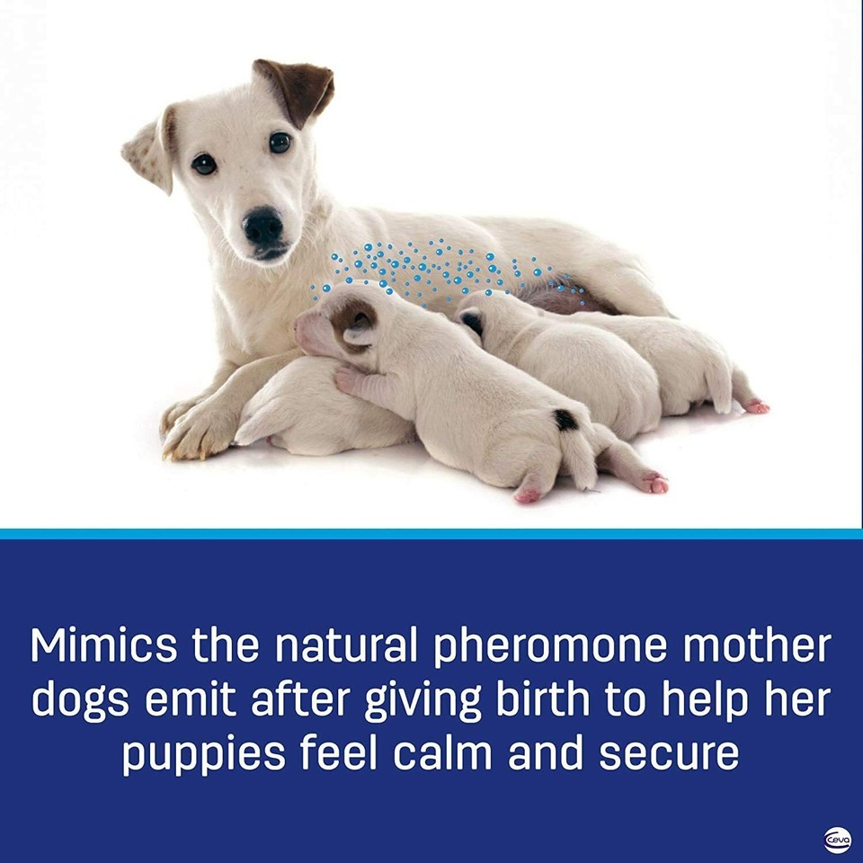 ADAPTIL (DAP) Dog Appeasing Pheromone Collar Storm Anxiety Stress ...
