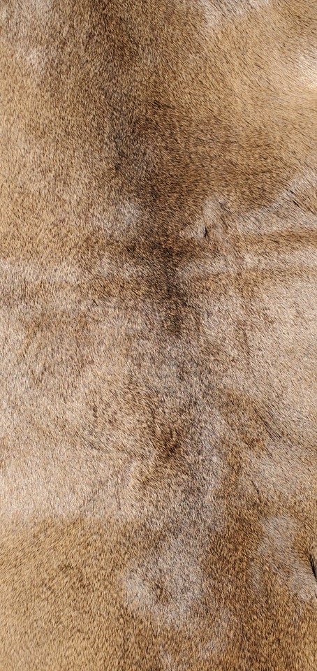 Frank Shortey Deer Hide Robe Painting Native American Little BIg Horn ...