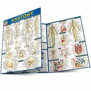Anatomy QuickStudy Laminated Reference Guide - Pamphlet, by Perez ...