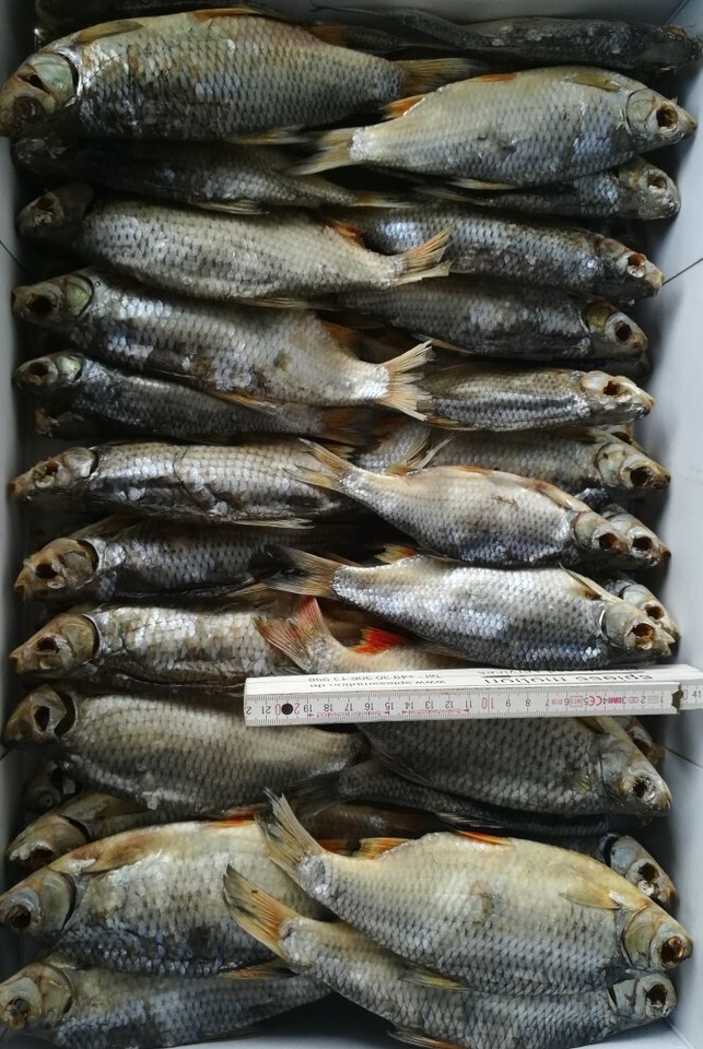 (EUR 28,99 /Kg)....ca. 1 KG x Getrocknet Plötze / (КАК ТАРАНЬКА ...