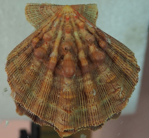 PECTEN SUBNODOSUS LARGE HIGH PUSTULE | eBay