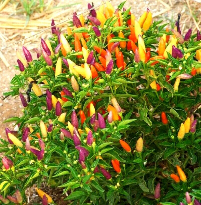 Chili Bolivian Rainbow Chili Chilli Hot Pepper Seeds FRESH UK SEEDS ...