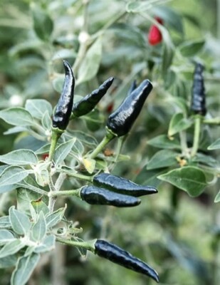 Super Hot Black Cobra Chili Pepper - 25 Seeds 2026 - USA | eBay