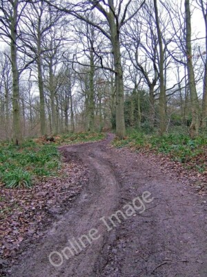 Photo 6x4 Forestry road, Eymore Wood Holbeache This road disappears ...