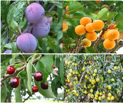 16 x mixed fruit tree seeds. (4 x seeds from 4 varieties.) | eBay