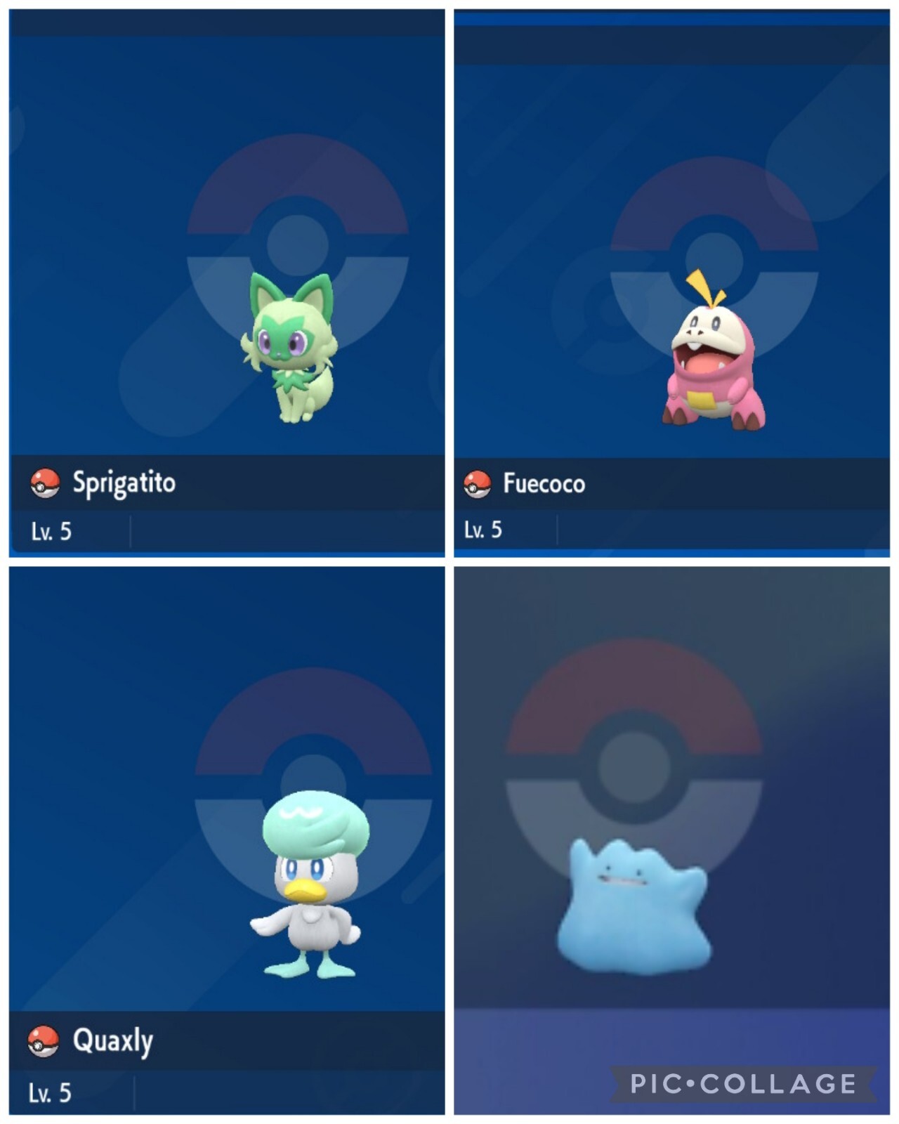 Pokemon Scarlet and Violet 6IV Shiny Charmander Sprigatito Quaxwell ...