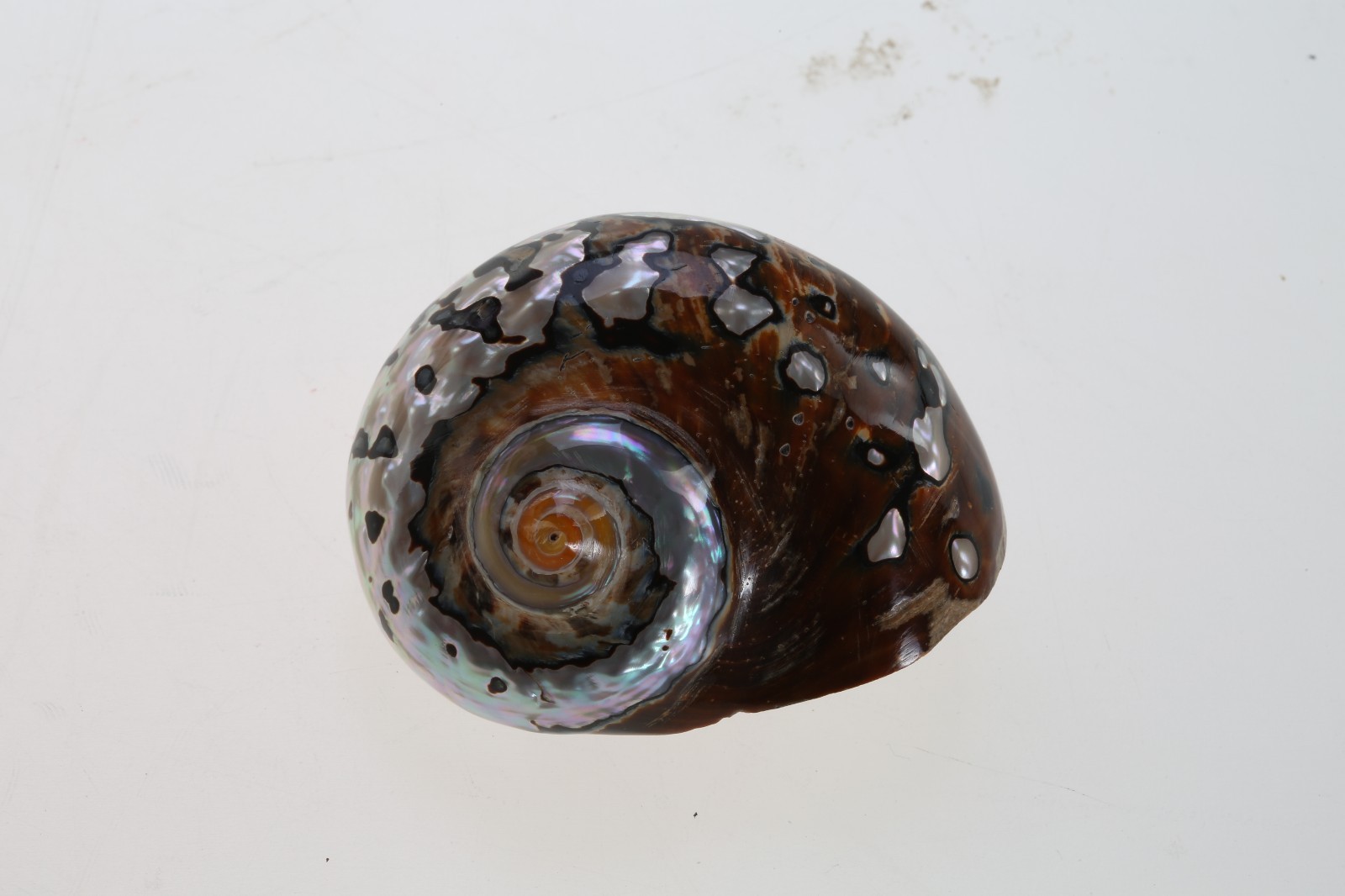 Turbo sarmaticus Shell snail South African Ver.1 Seashell Shellfish ...