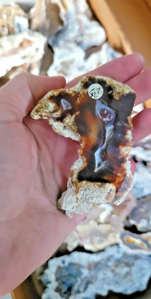 Fossilized Agate Coral BULK lot of 25+ | eBay