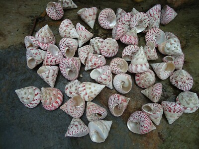 Large Strawberry Trocha Sea Shells Approx 53 In 1 K Bag Fish Fishing ...