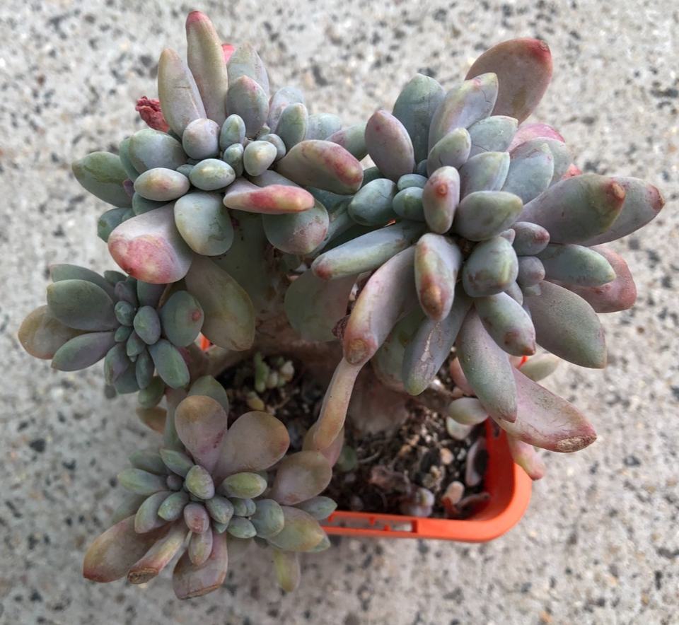 Pachy unknown Crest 80ml pot -succulent, cacti | eBay Australia