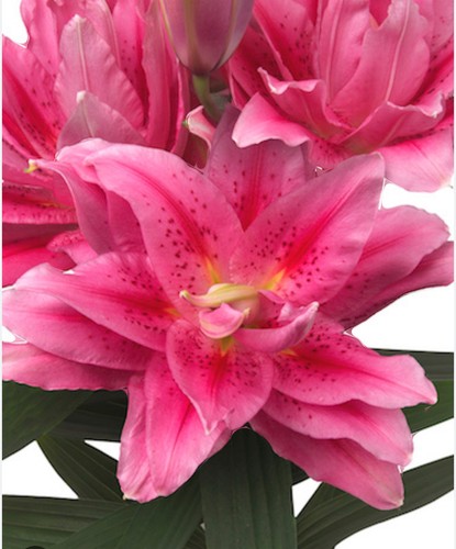 VIOLA~Double Oriental Rose Lily BULB~ Highly Fragrant Double Blooms! 1 ...