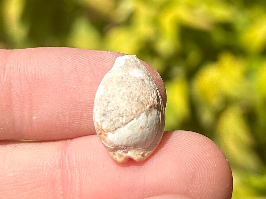 Australia Fossil Cowrie Gastropod Notocypraea angusata Pliocene Cypraea ...