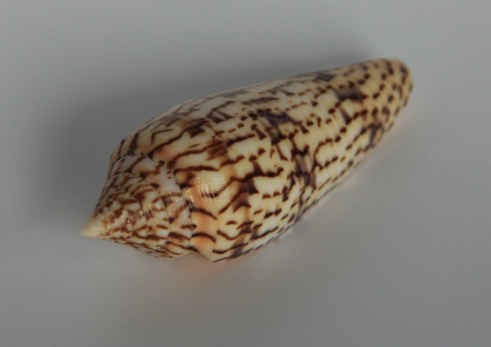 Seashell : Conus ranonganus 63.4mm Rare Gem (From Myanmar) | eBay