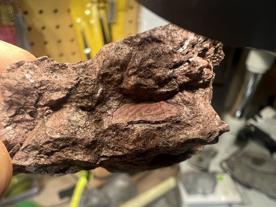 Rare Devonian Fossil Fish Scales and Skull Plate In Matrix | eBay