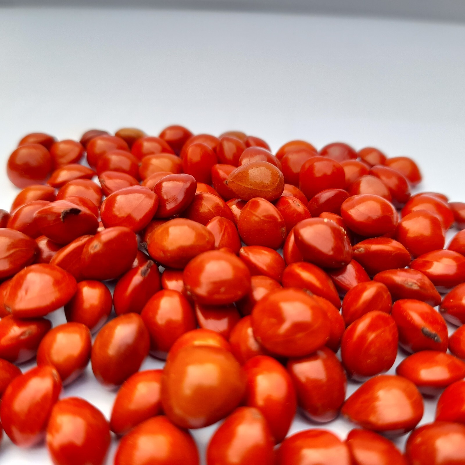 Ceylon Red Sandalwood Seeds Adenanthera Pavonina Lucky Seed Saga Coral ...