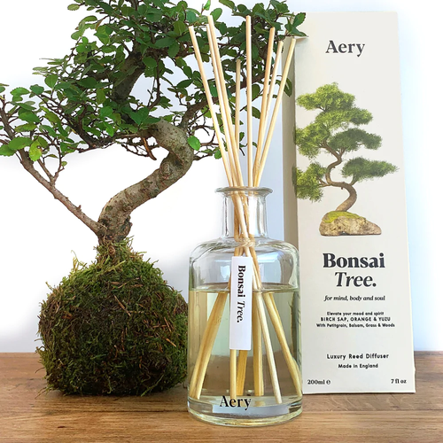 AERY LIVING Botanical 200ml Reed Diffuser - Bonsai Tree | eBay Australia