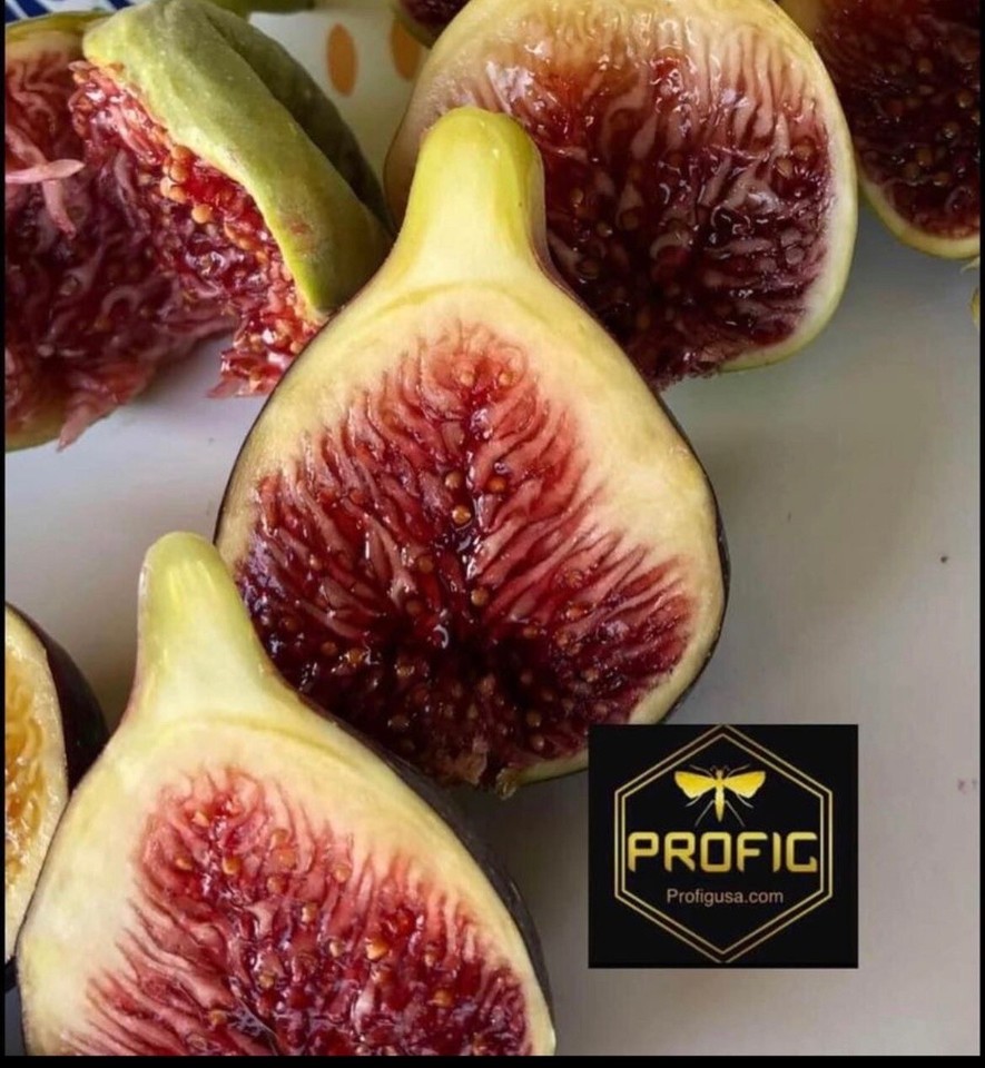 Fignomenal Fig (Ficus carica) LOWEST PRICE ON THE INTERNET- Edible Fig ...
