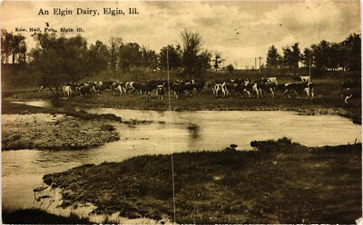 Elgin Illinois An Elgin Dairy Cows in Pasture Postcard c1907-09 | eBay
