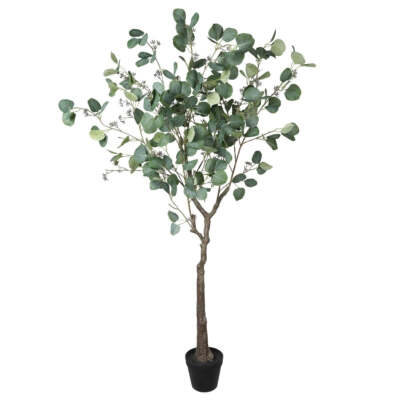 NNEDSZ Eucalyptus Tree (Red Box Eucalyptus Polyanthemos) 150cm | eBay ...