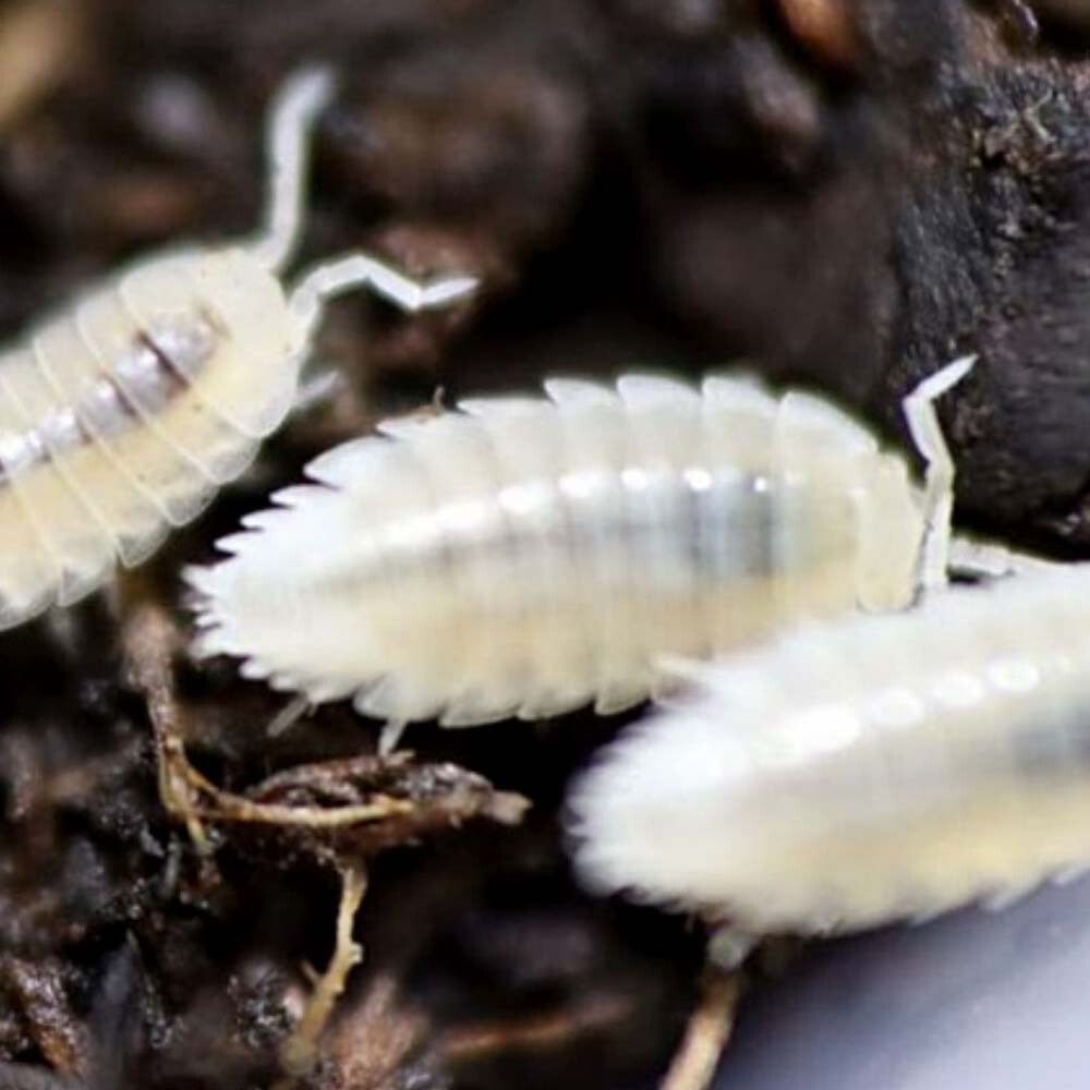 50+ Dwarf White Isopods (Trichorhina tomentosa) Bioactive Starter ...