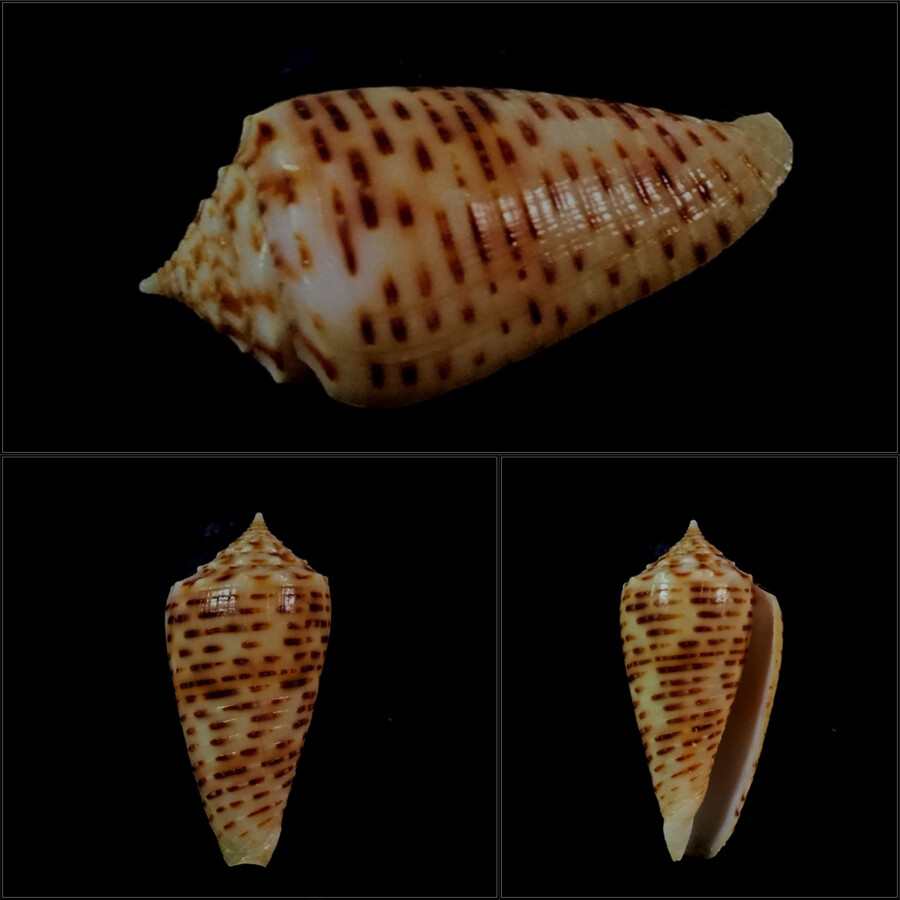 Conidae, Conus proximus cebuensis, Cebu, Philippines, 30,1 mm, DELICIOUS | eBay