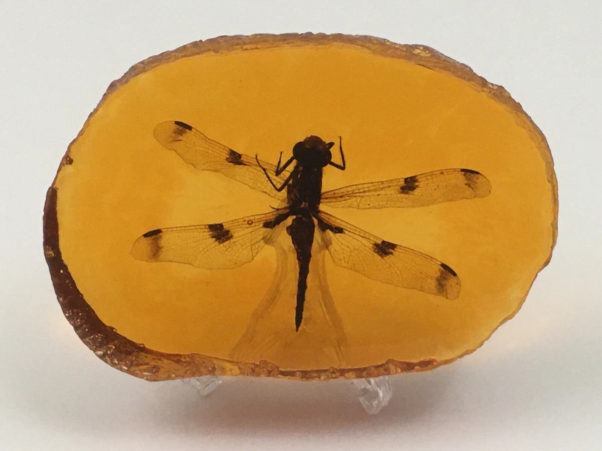 Dragonfly In Amber Pendant