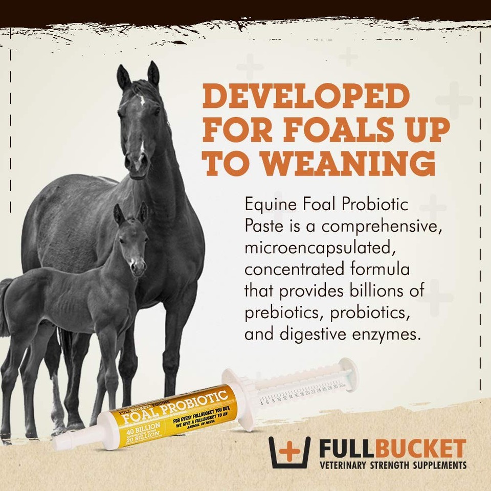 Health Foal Probiotic Paste for Horses, Equine Digestive, Vet Approved ...