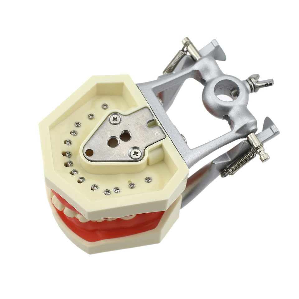 Dental Typodont Model 28 Teeth Kilgore NISSIN 500 Style Mounting Pole ...