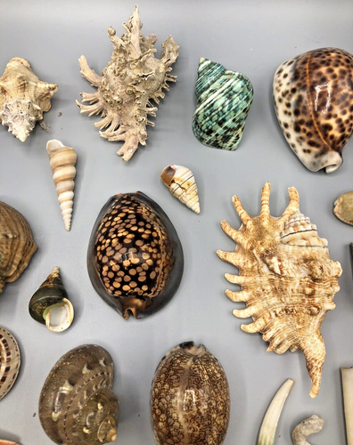 Ocean Sea Shell Lot Medium & Small Volute Spider Speckled Conch ...