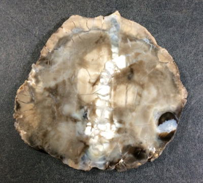 OCL - ARIZONA PETRIFIED WOODWORTHIA WOOD LOG SLAB - MIRROR POLISH | eBay