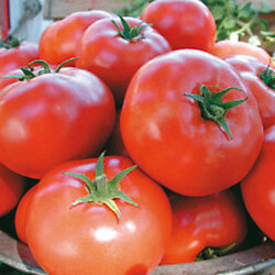 Tomato Legend 100 seeds | eBay