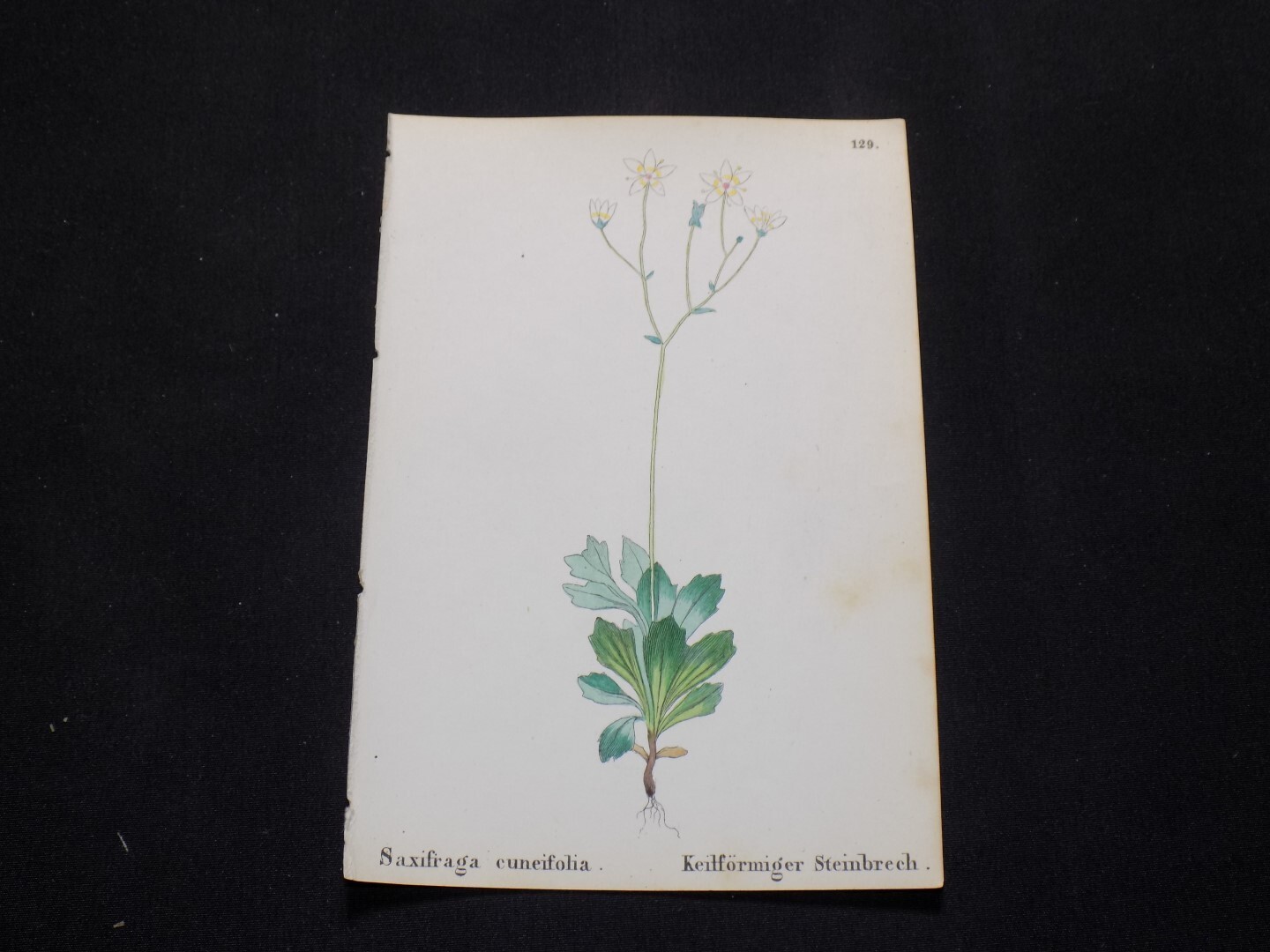 1867 ALPINE FLOWER Print / SPOON-LEAVED SAXIFRAGE, or, SAXIFRAGA ...