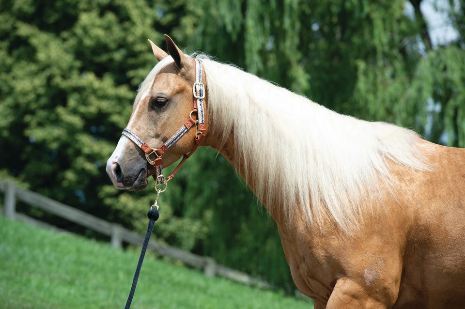 Weaver Leather Adjustable Patterned Nylon Horse Halter,Medium, Trekking, 35-6785 | eBay