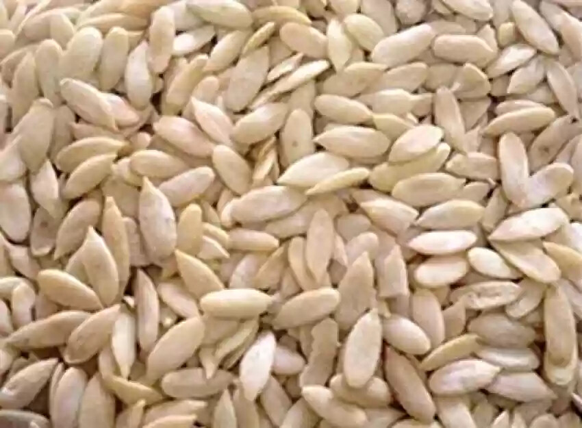 Muskmelon Seeds Rich Quality for Eating, Fresh and Nutritious Magaz ...