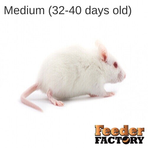 Frozen Feeder Rats - SAVE ON SHIPPING WITH MULTIPLE PACKS! - 9 ...