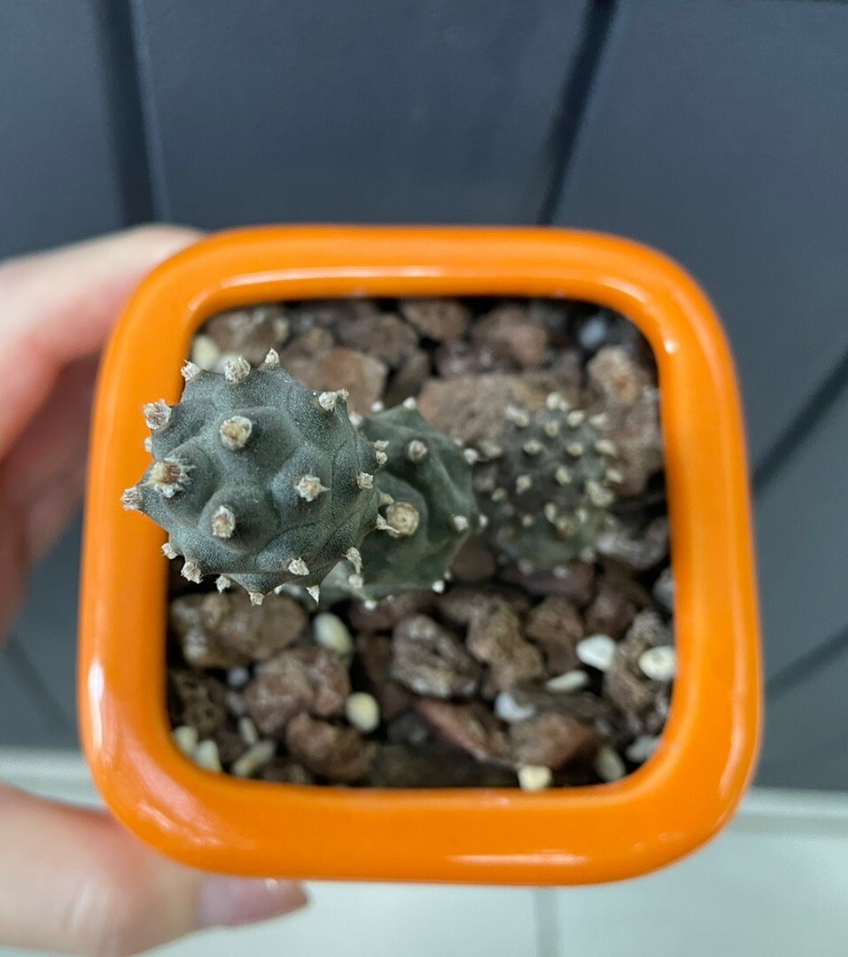 Tephro. Articulatus Rare Plant succulent cactus | eBay