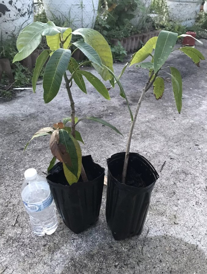 Kent Mango Starter Live Plant - 10-14" Tall - Mango Tree Tropical Fruit ...