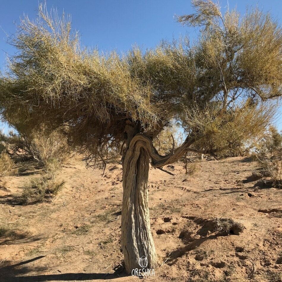 Saxaul zaisansky 20 PCS fresh seeds, Haloxylon ammodendron organic ...