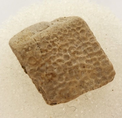 Cretaceous Turtle Shell Fossil - Testudines - Judith River Fm. - Hill ...