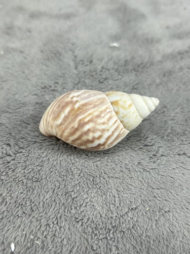 Japanese Land Snail Shells Beach Crafts Nautical Hermit Crabs 2.25 ...
