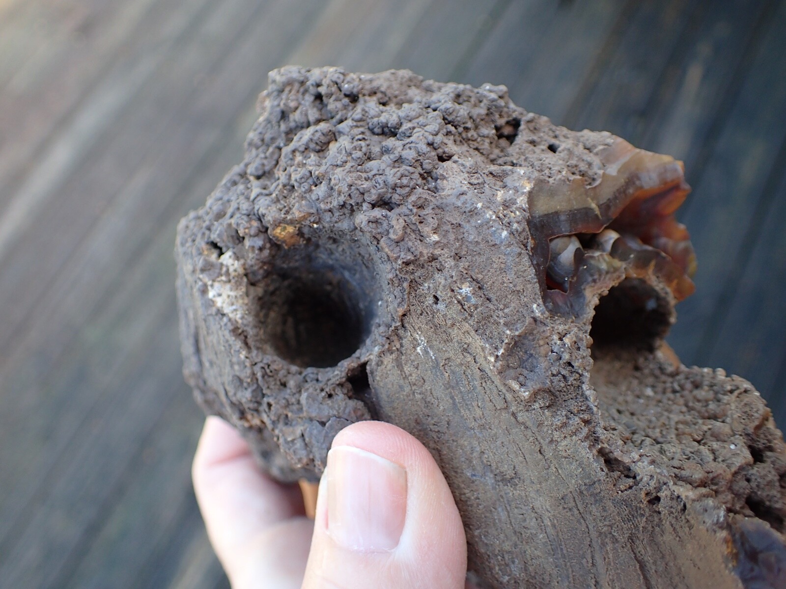 Botryoidal Fossil Coral Geode Georgia Agate Amber Specimen Collection ...